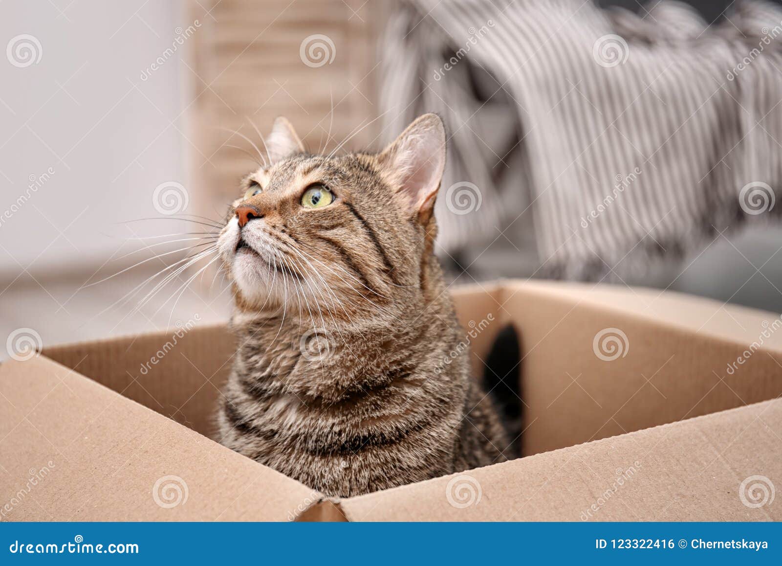 Cute Cat Playing with Cardboard Box Stock Photo - Image of adorable ...