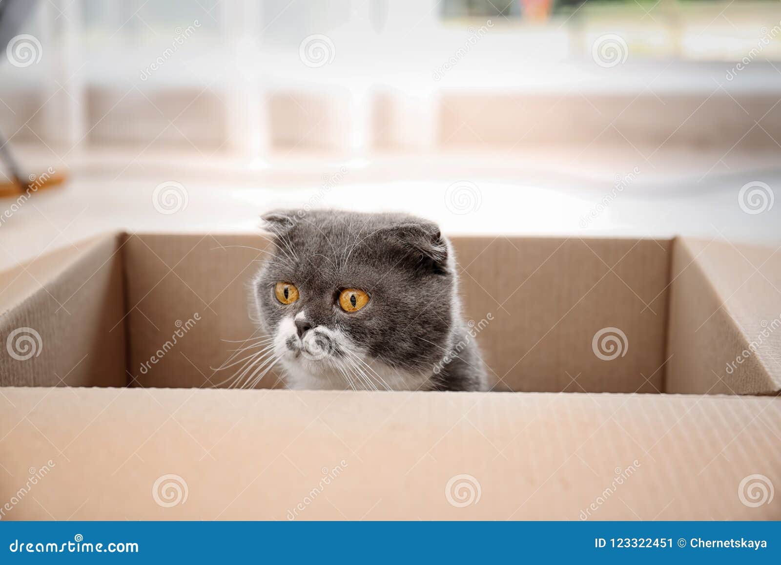 Cute Cat Playing with Cardboard Box Stock Image - Image of domestic ...