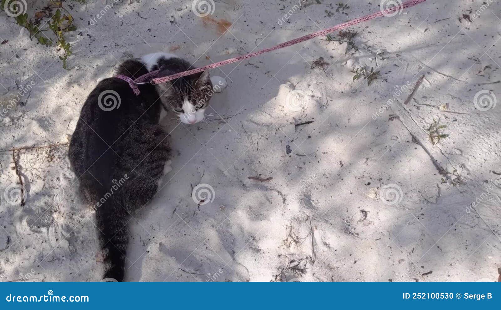 A Cute Cat is Playing and Jumping. Stock Footage - Video of pets, cats ...