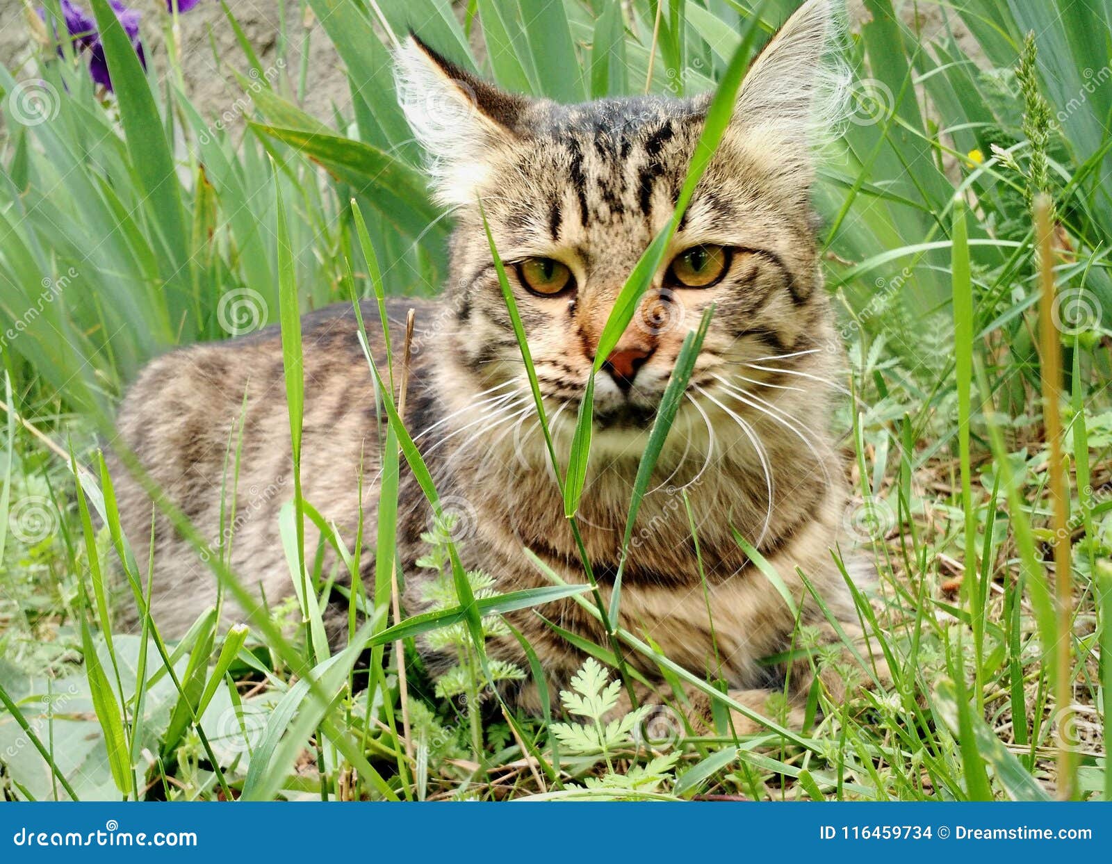 Cute Cat is Playing Outdoor Stock Photo - Image of play, beautifulcat ...