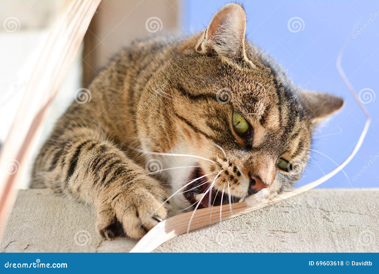 Cute cat playing outdoors stock photo. Image of happy - 69603618