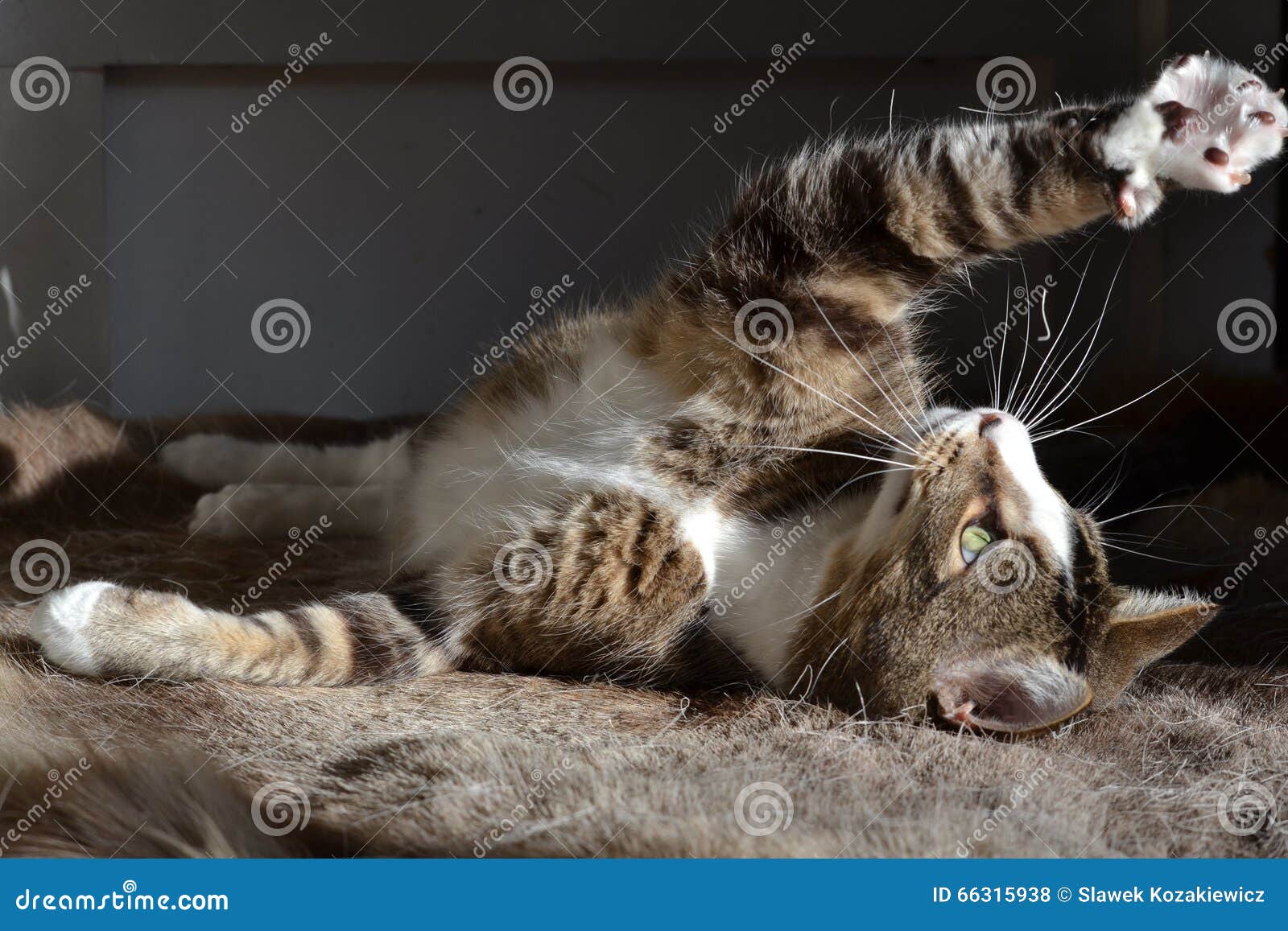 Cute cat playing stock photo. Image of reaching, animal - 66315938