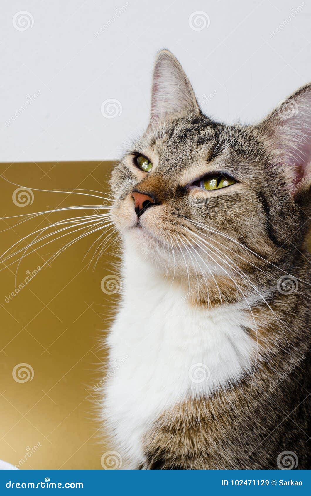 Cute cat stock image. Image of portrait, mammal, studio - 102471129