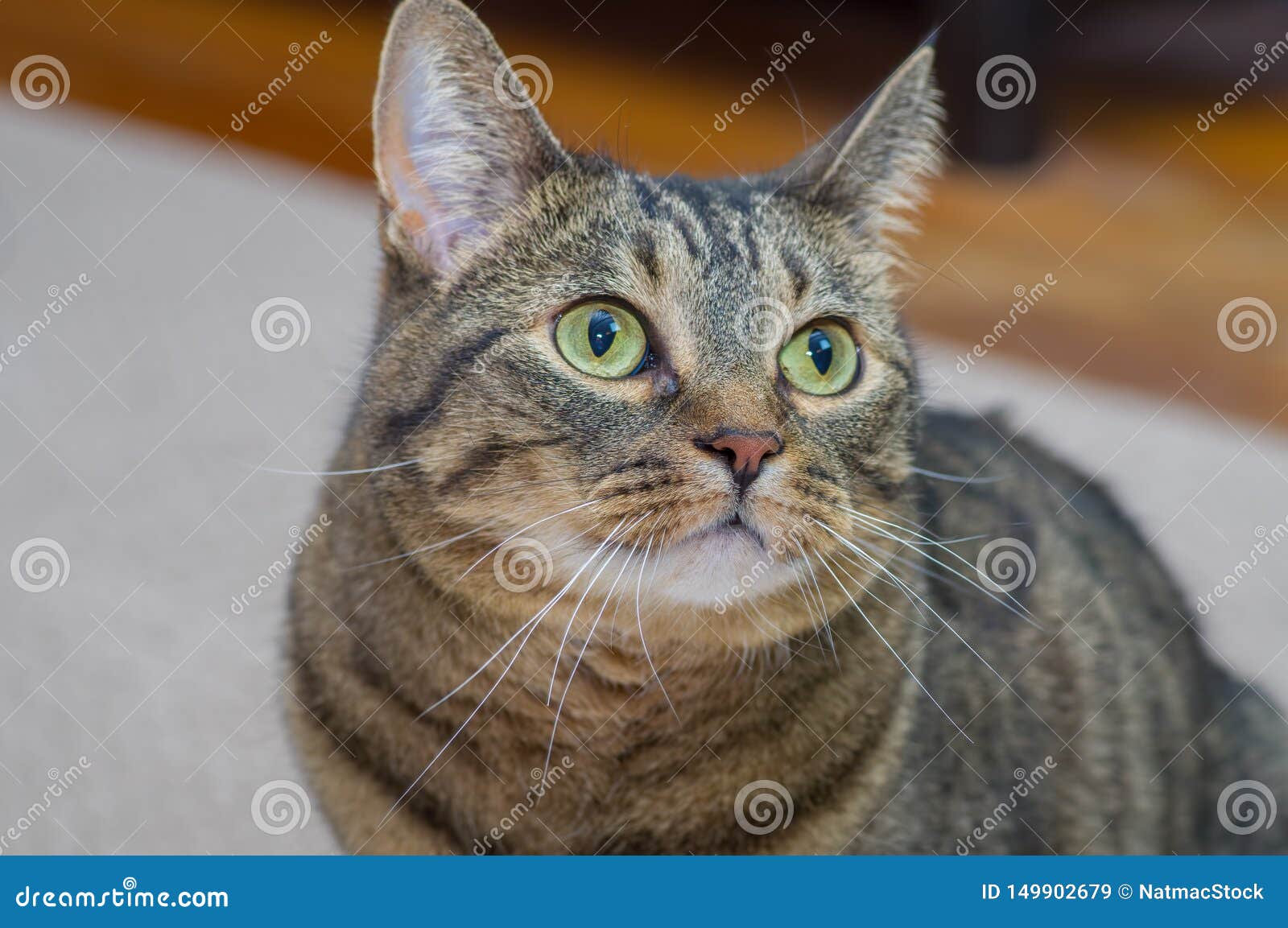 Cute Cat Portrait of a Happy Kitty Stock Image - Image of hair, beauty ...