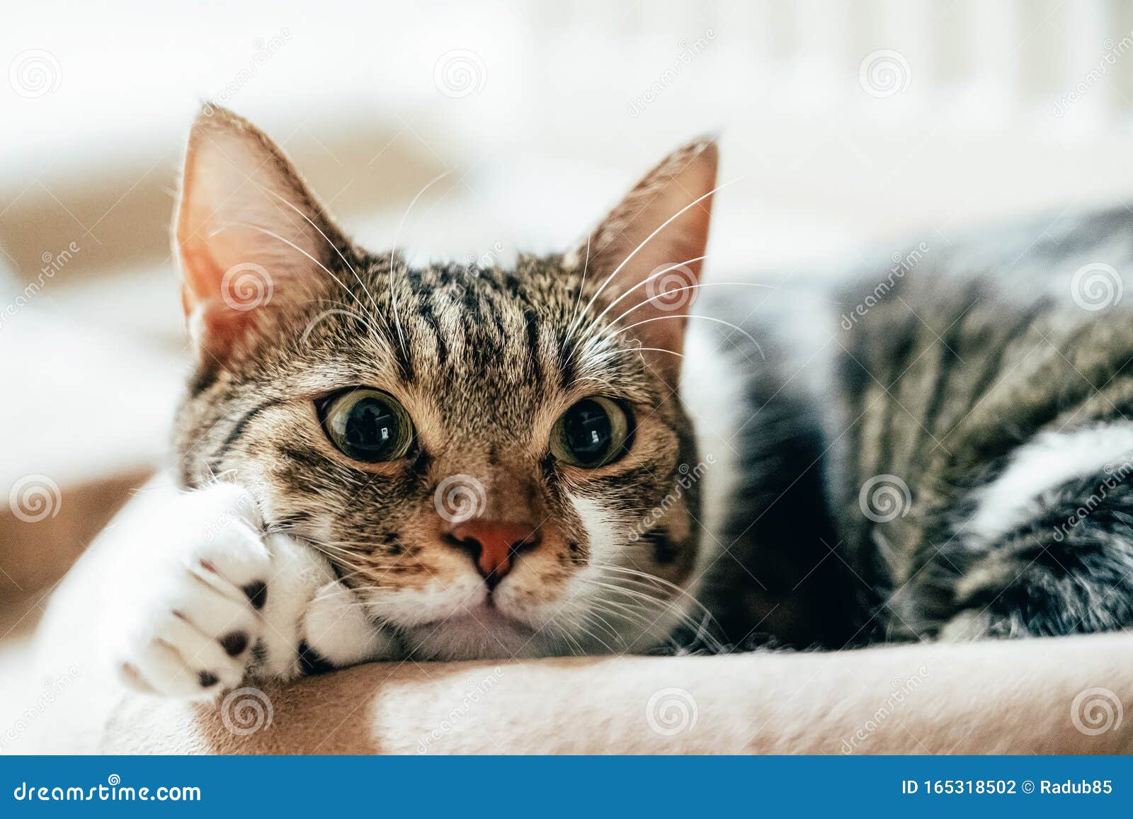 Cute Cat Portrait at Home stock photo. Image of background - 165318502