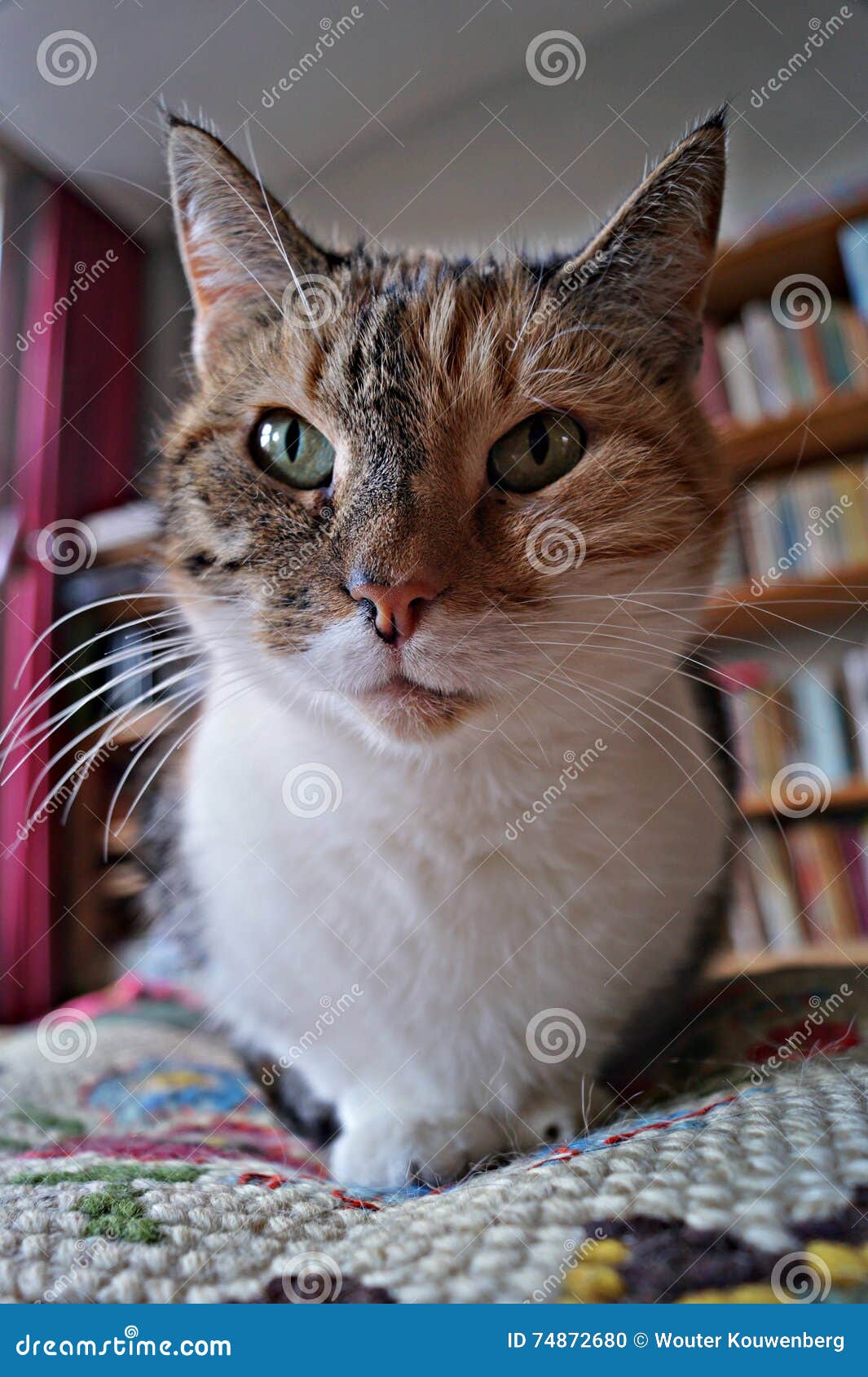 Cute cat portrait stock photo. Image of cute, portrait - 74872680