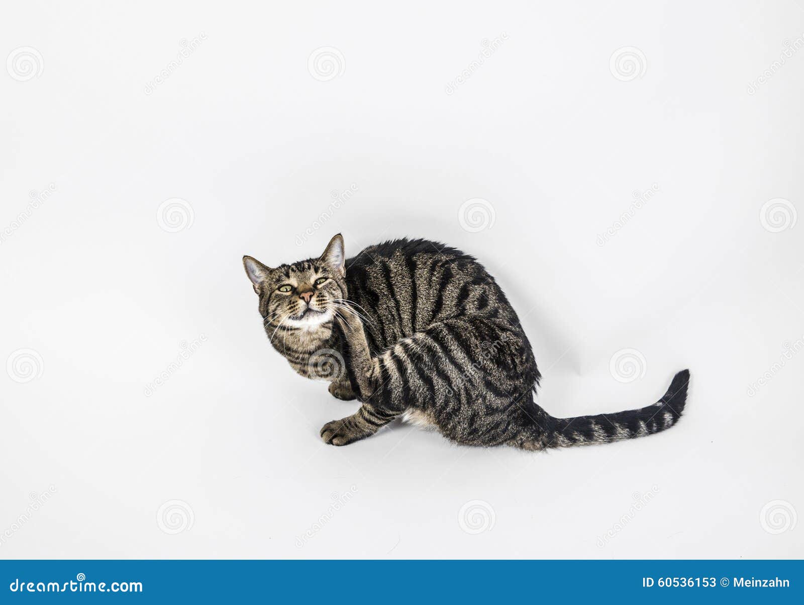 Cute cat poses in studio stock image. Image of posing - 60536153
