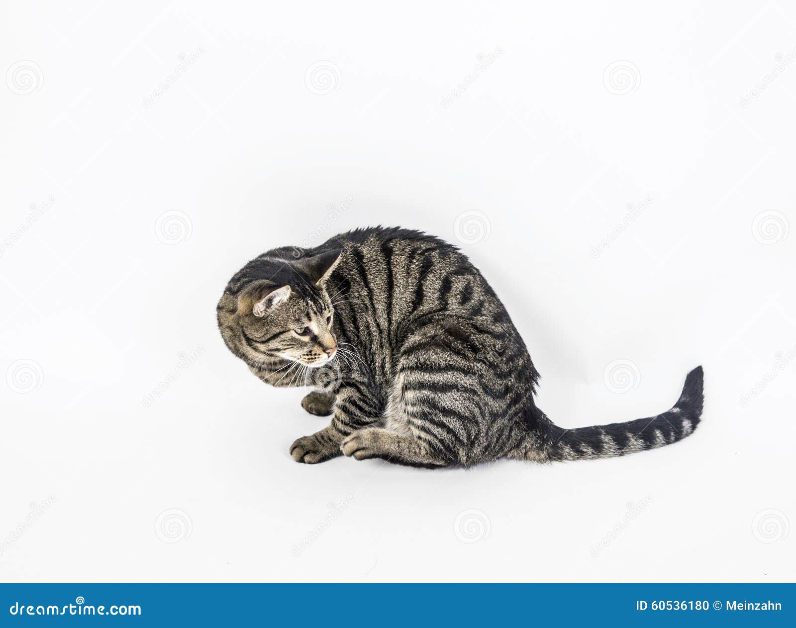 Cute cat poses in studio stock photo. Image of cute, white - 60536180