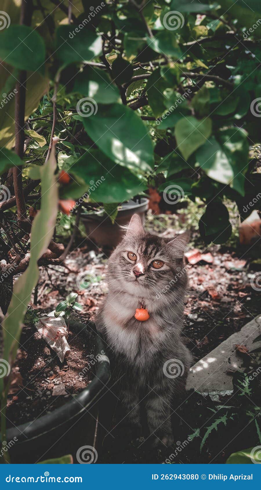 Cute Cat is Posing in the Bush Stock Photo - Image of tree, mammal ...