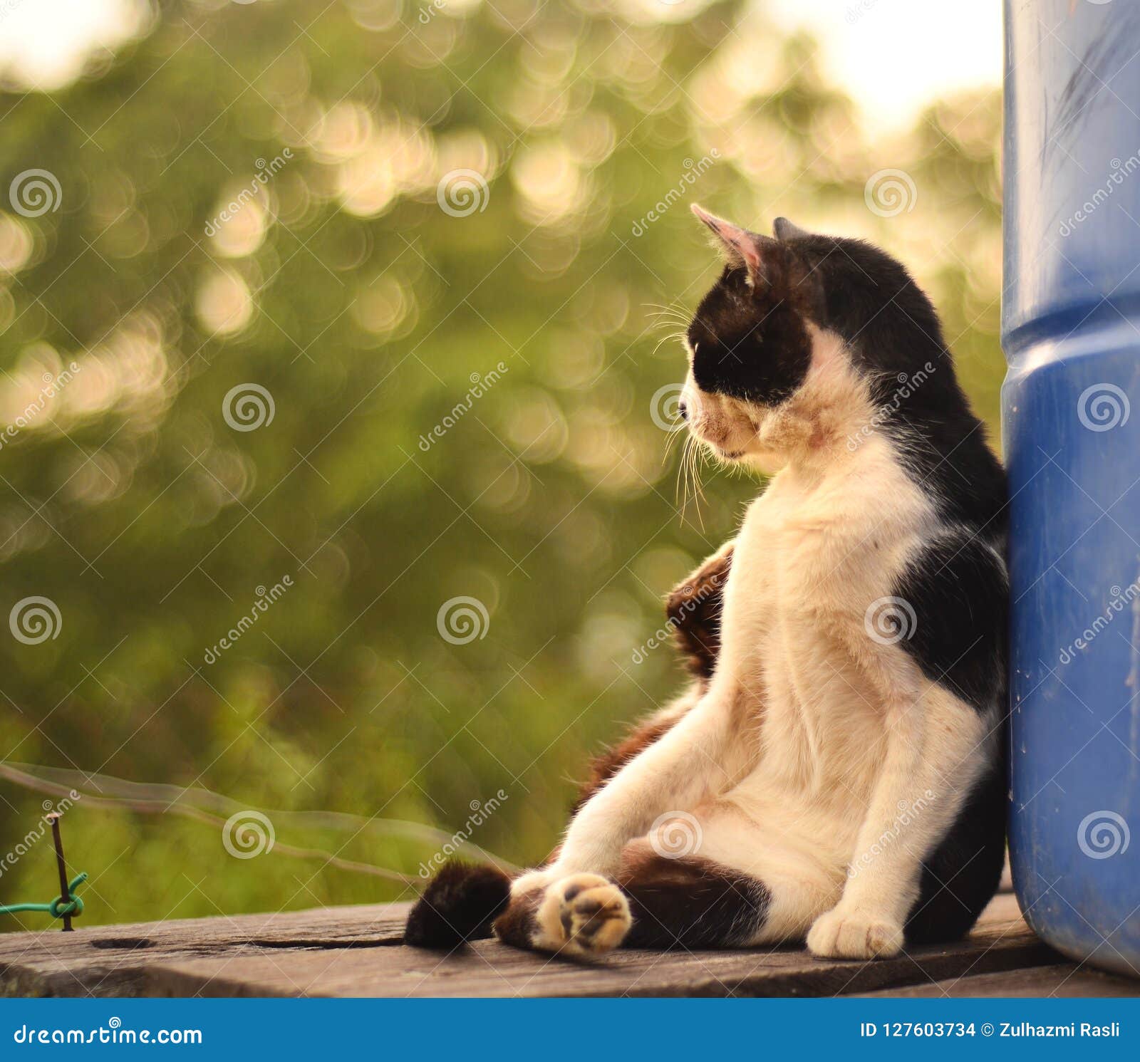 Cute cat stock photo. Image of sunset, cute, posing - 127603734