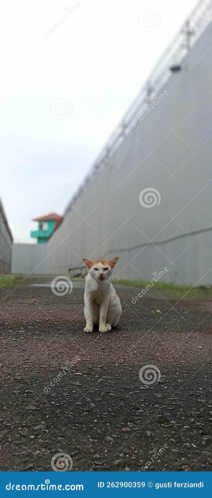 Cute Cat in Prison Narcotic Environment Stock Image - Image of kitten ...