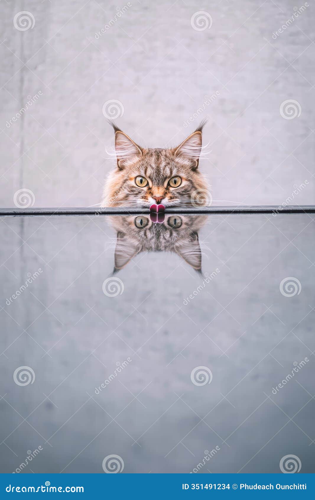 Cute Cat with Reflection on a Glass Surface in Minimalist Setting Stock ...