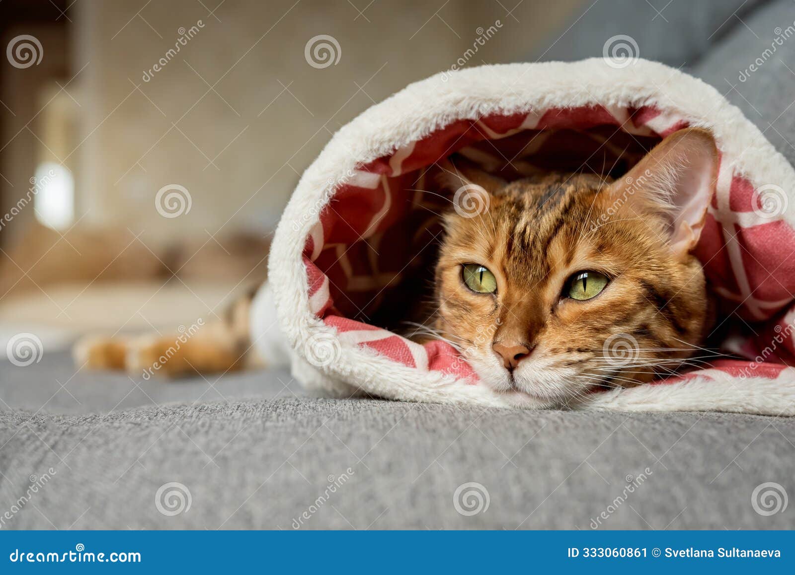 A Cute Cat is Relaxing Inside on a Cat Bed Stock Image - Image of calm ...