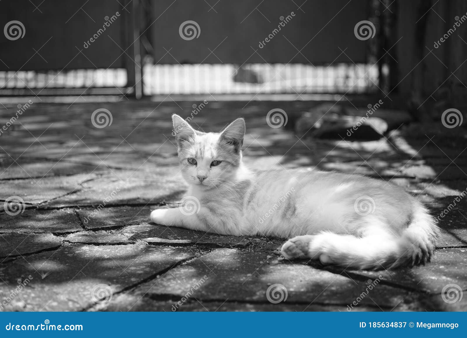 Cute Cat Rest in Courtyard on the Stone Floor. Bw Photo Stock Image ...