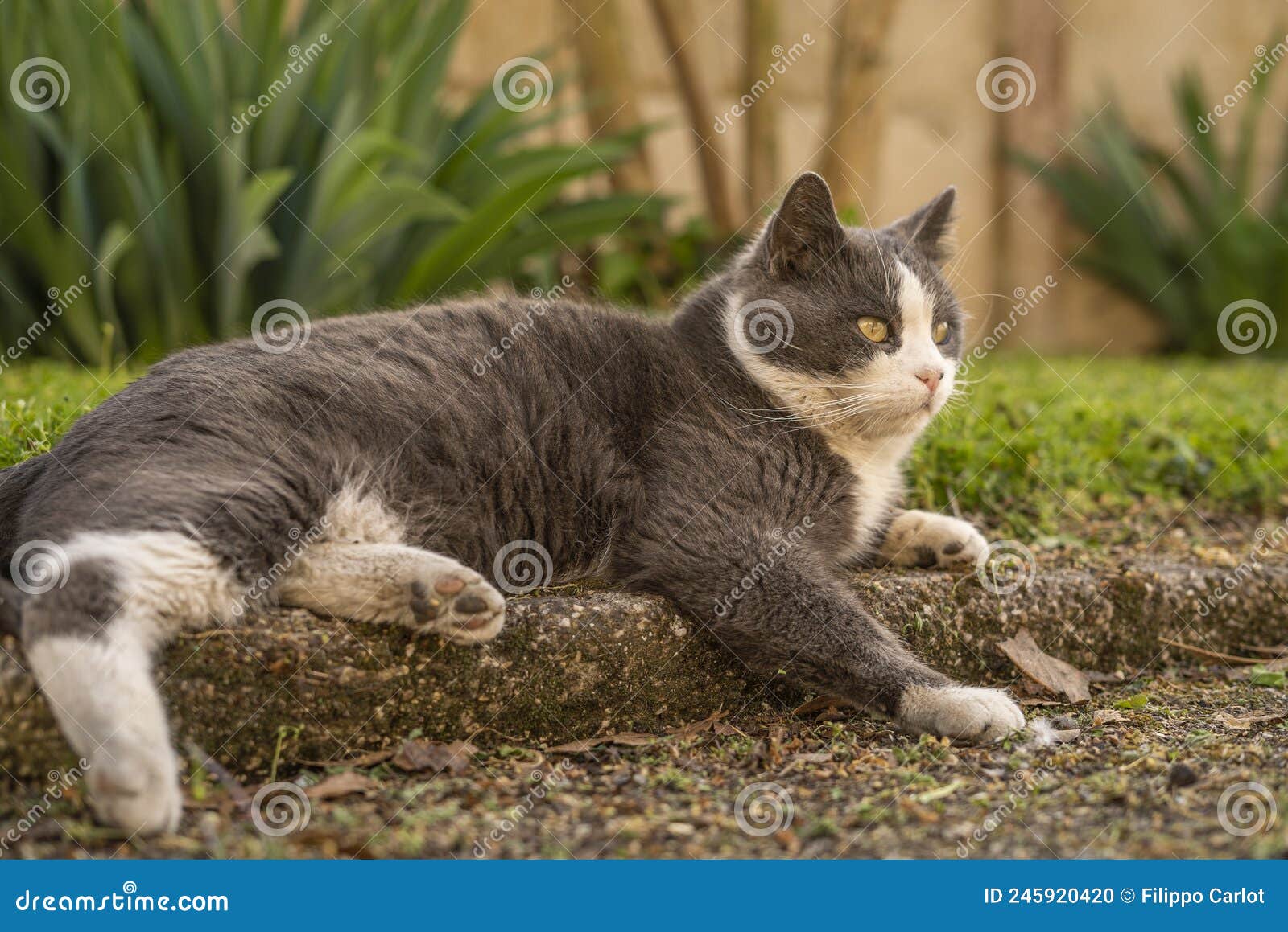 Cute Cat Rest in the Meadow Stock Photo - Image of grass, breed: 245920420