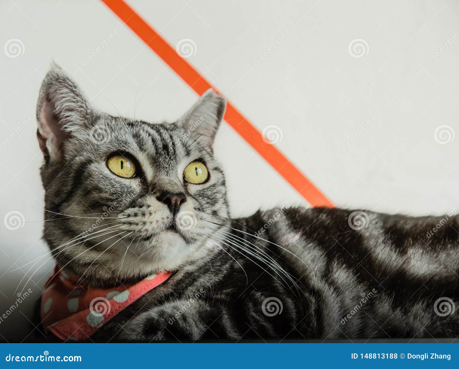 Cute Cat Rest on Table Closeup View Stock Photo - Image of concept ...