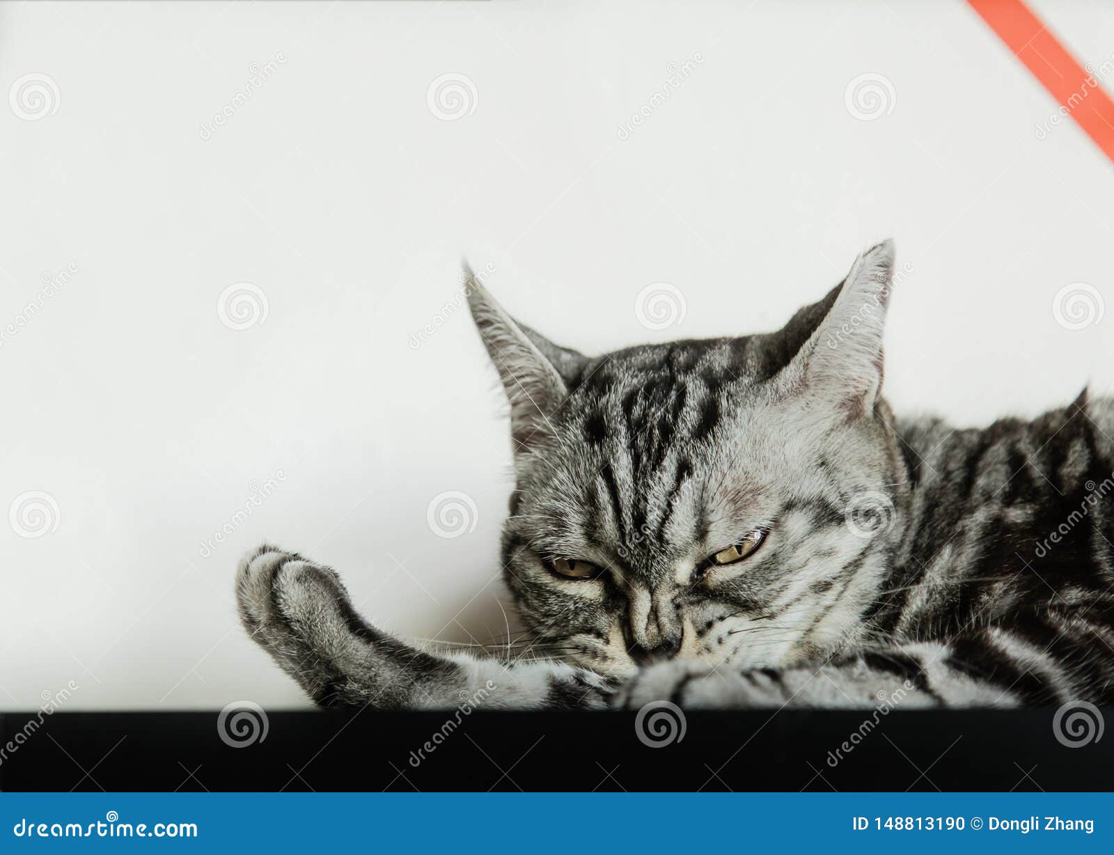 Cute Cat Rest on Table Closeup View Stock Photo - Image of feline ...