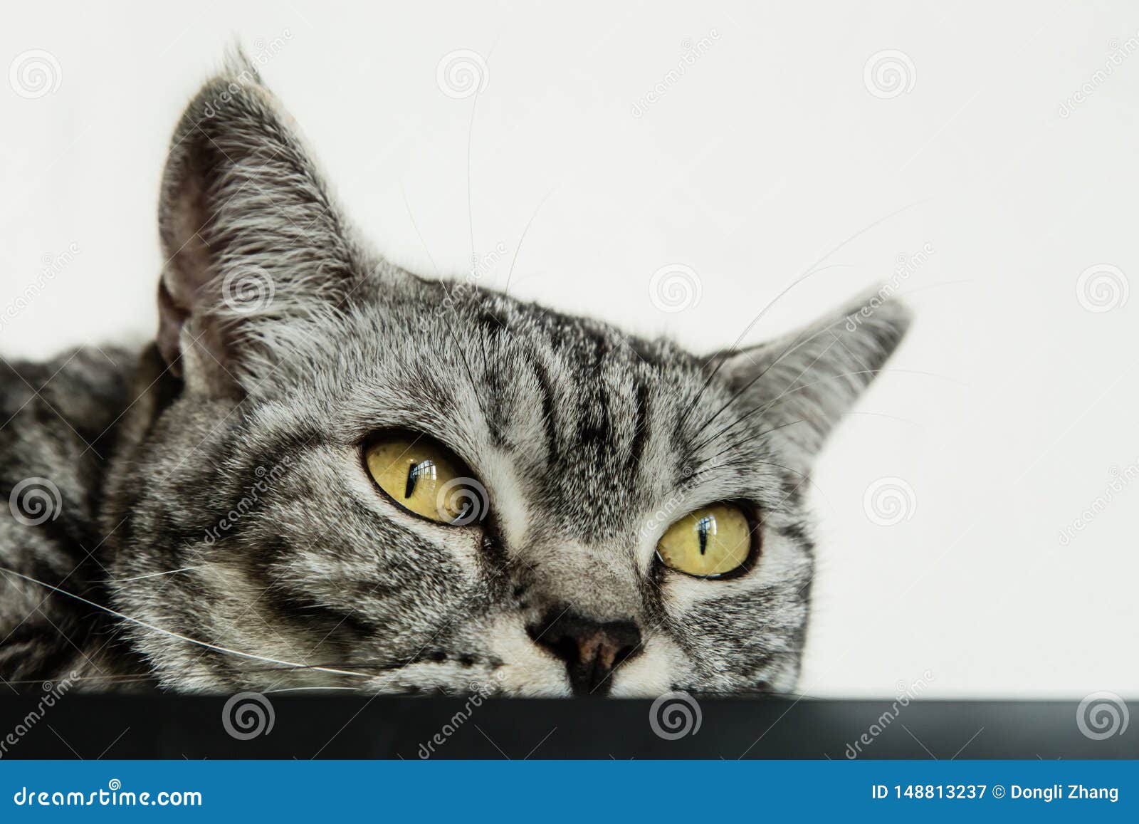 Cute Cat Rest on Table Closeup View Stock Image - Image of black ...
