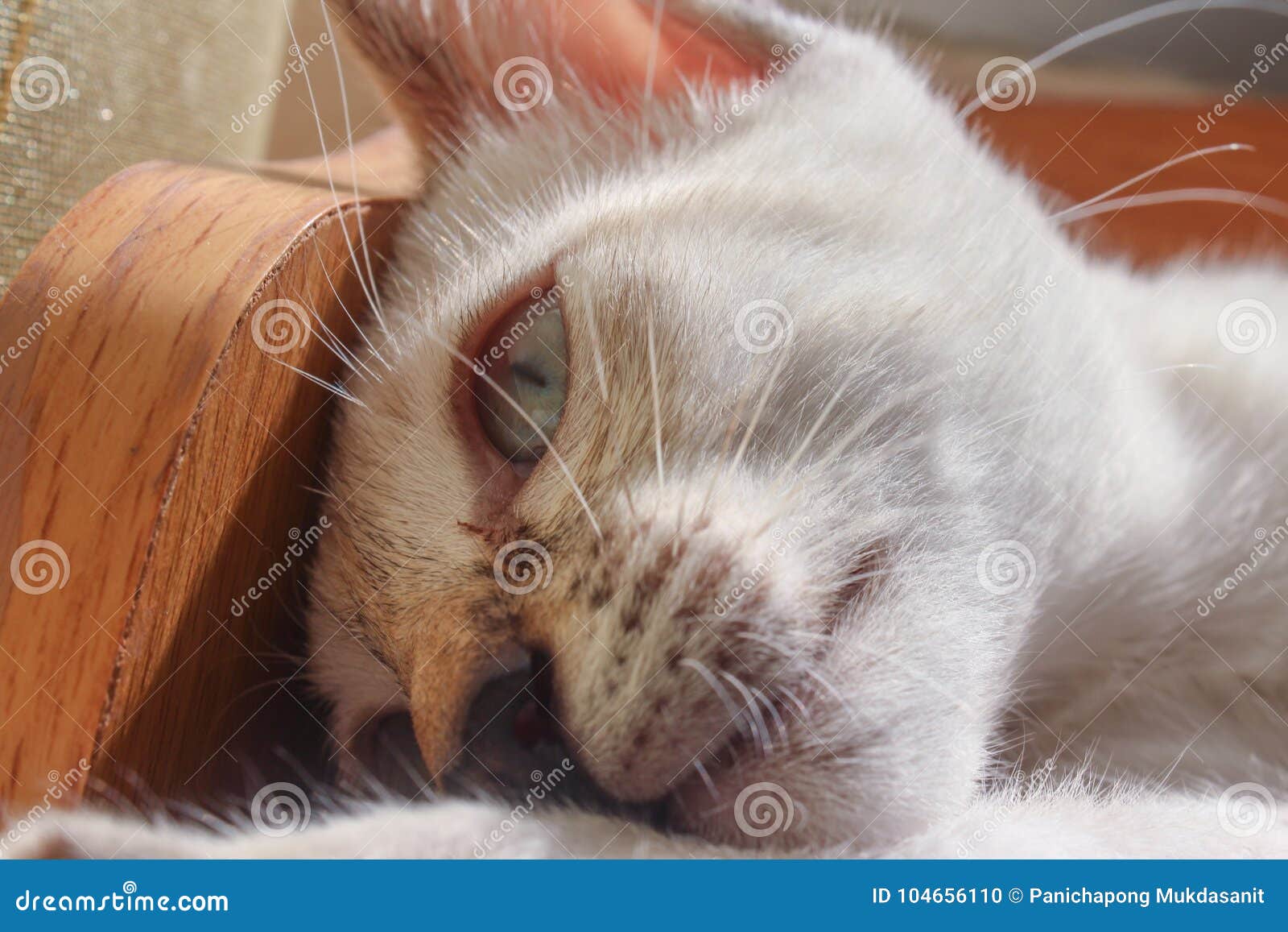 Cute cat rest on wood stock photo. Image of rest, adorable - 104656110