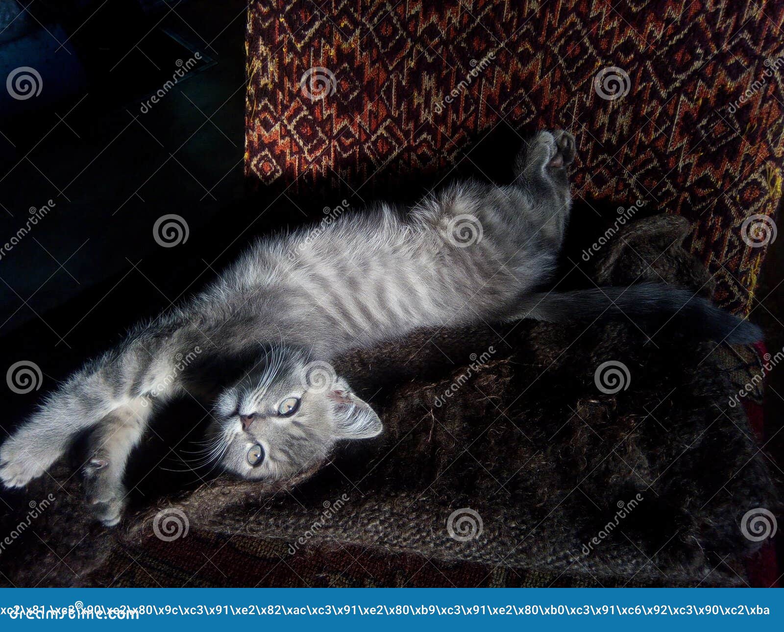 Cute cat is resting stock photo. Image of darkness, sketch - 181397280