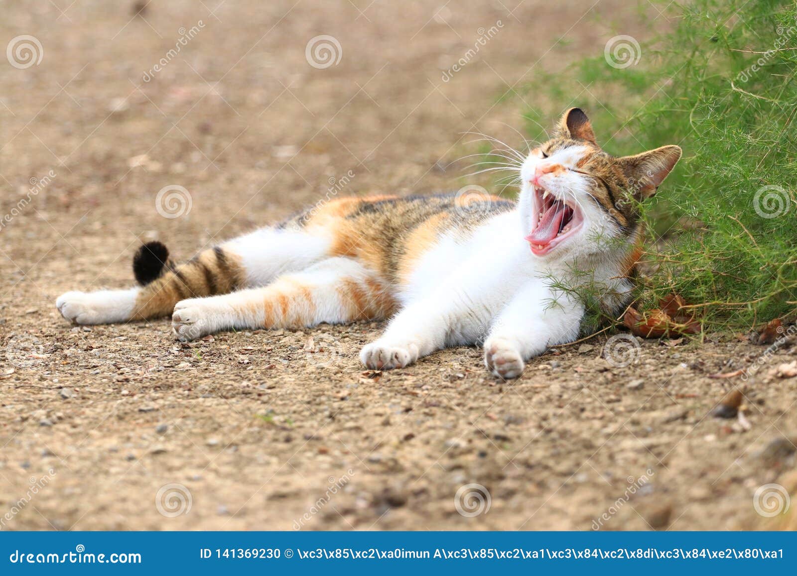 Cute cat is resting stock photo. Image of backyard, nature - 141369230