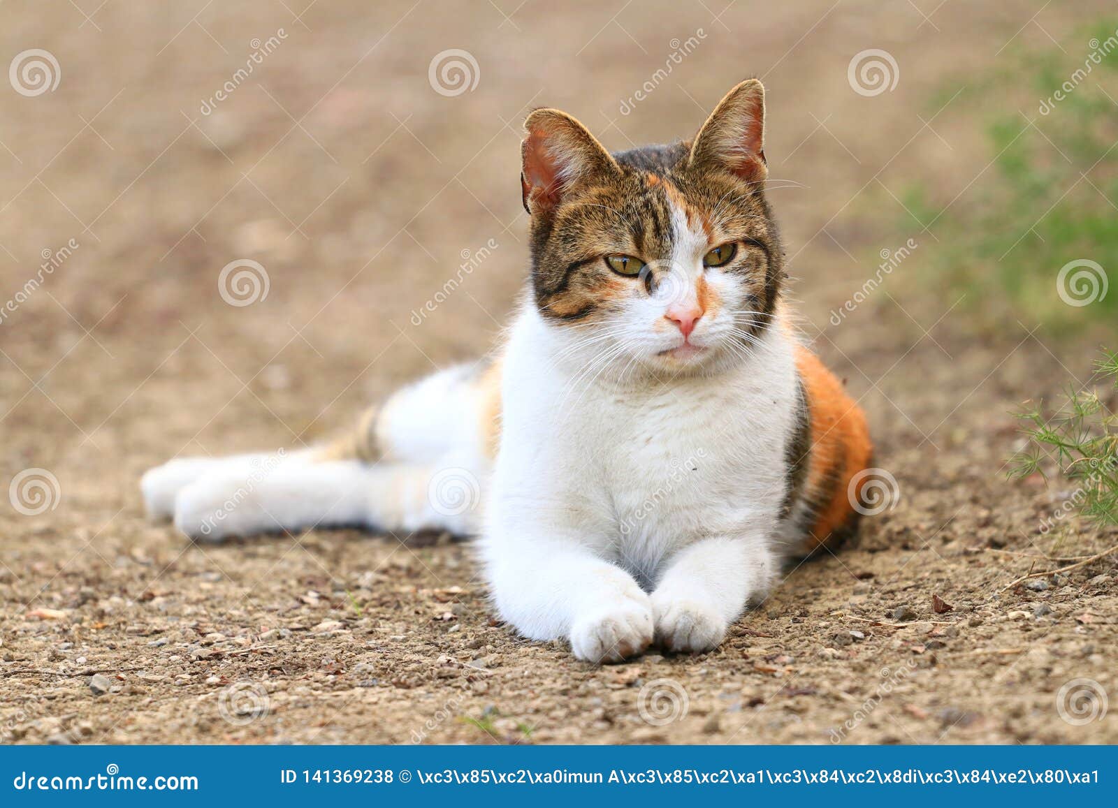 Cute cat is resting stock photo. Image of home, kitty - 141369238