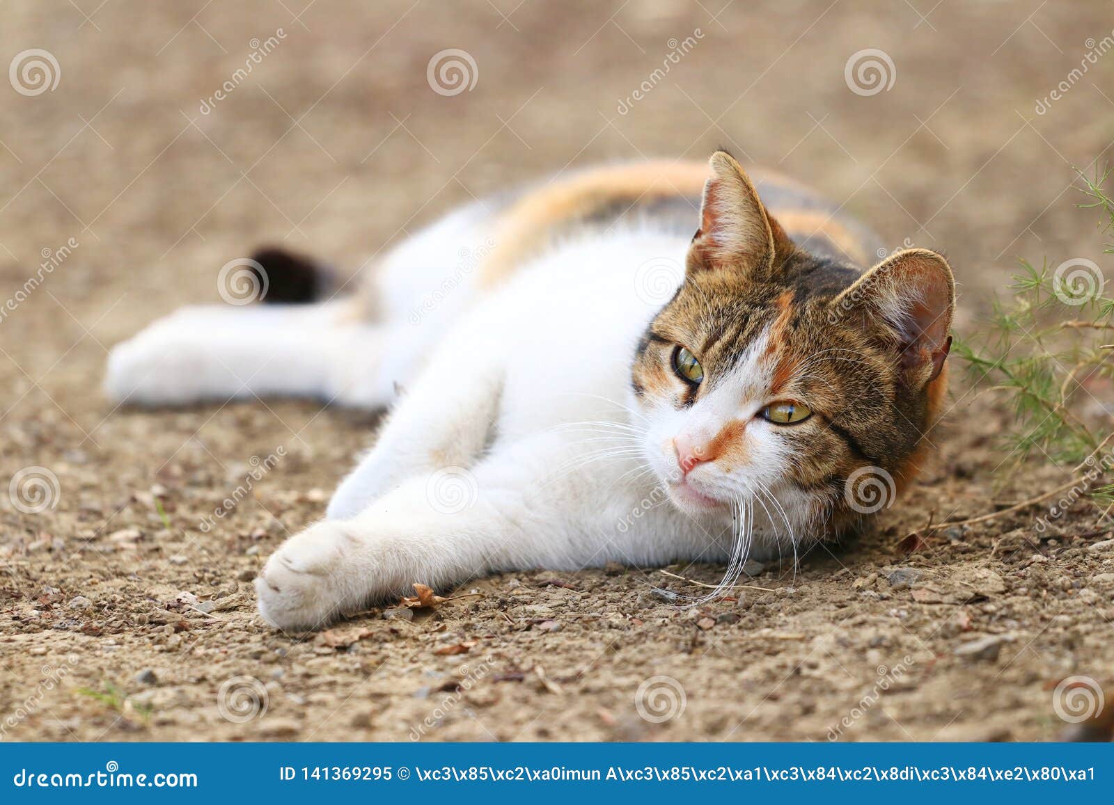 Cute cat is resting stock image. Image of recumbency - 141369295