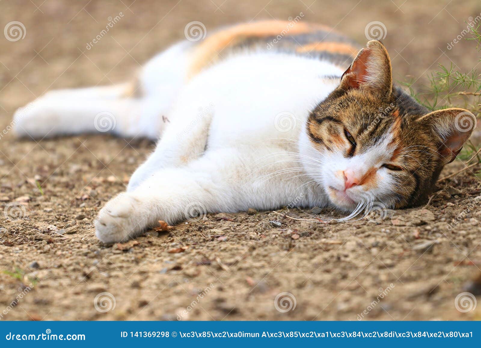 Cute cat is resting stock photo. Image of backyard, brown - 141369298