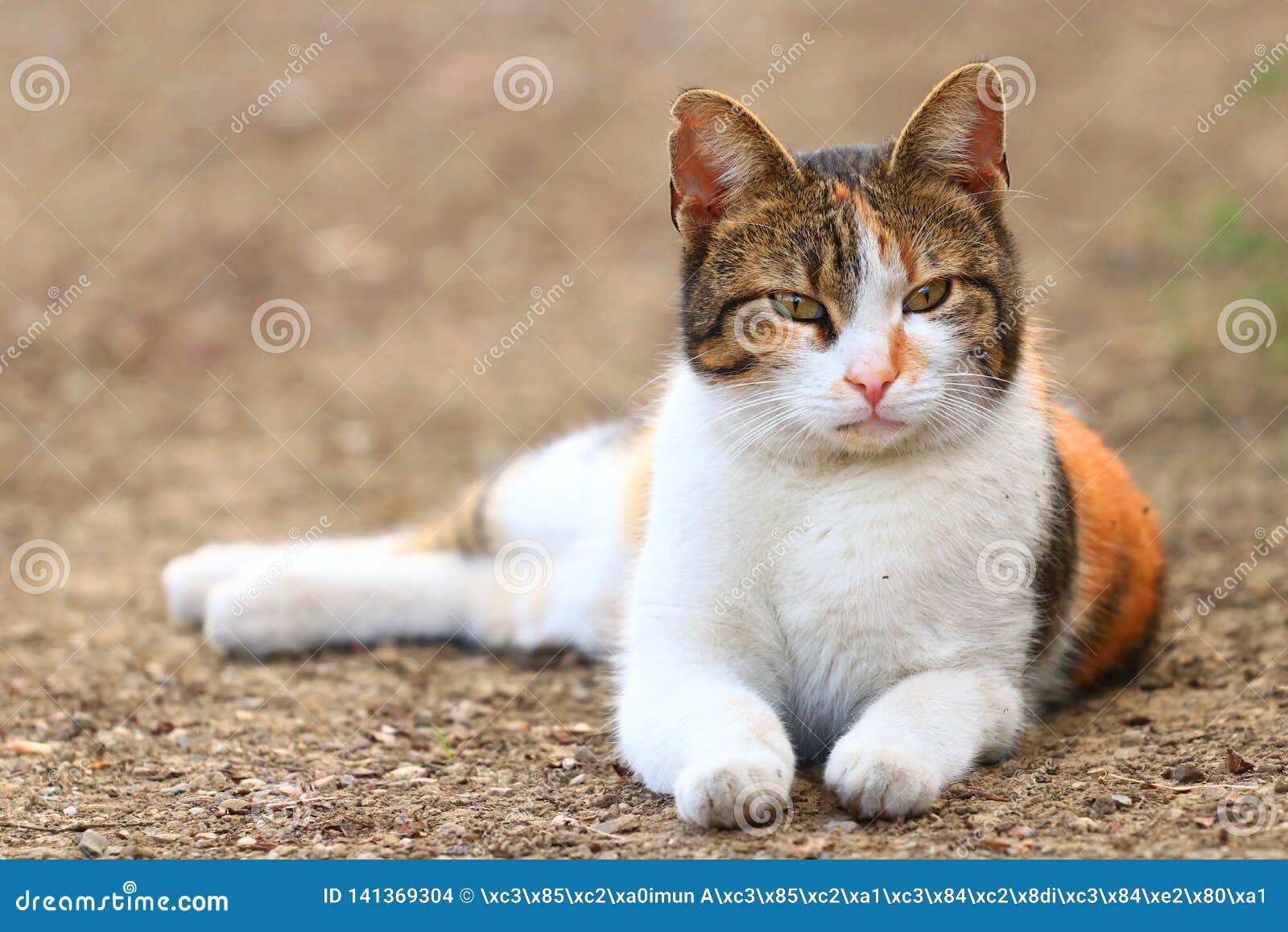 Cute cat is resting stock photo. Image of brown, pretty - 141369304