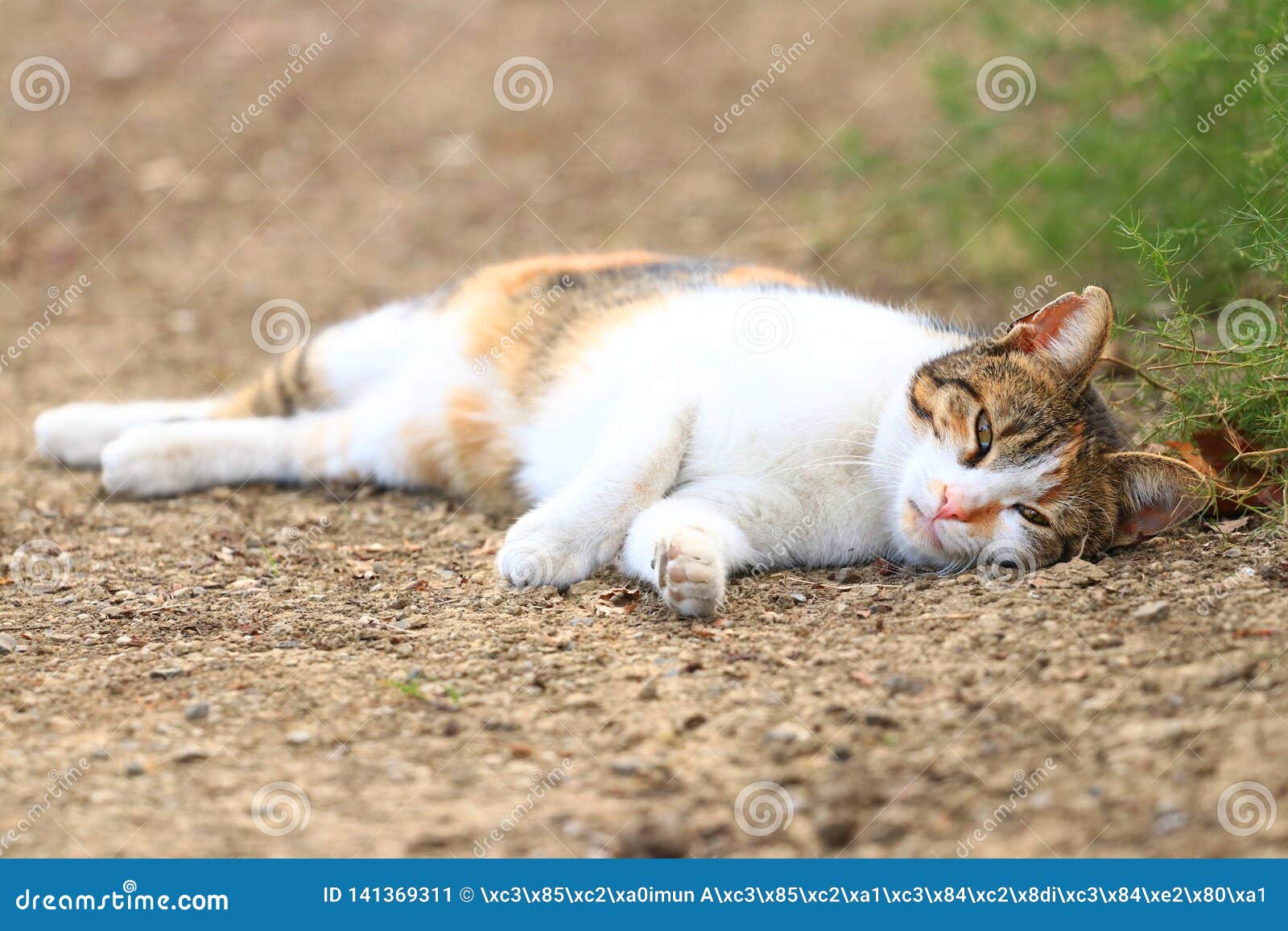 Cute cat is resting stock image. Image of fluffy, backyard - 141369311
