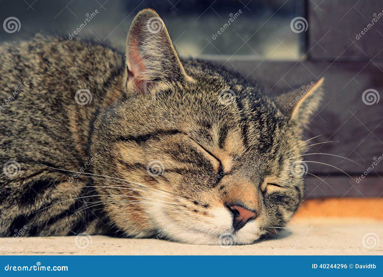 Cute cat resting stock photo. Image of beautiful, kitten - 40244296