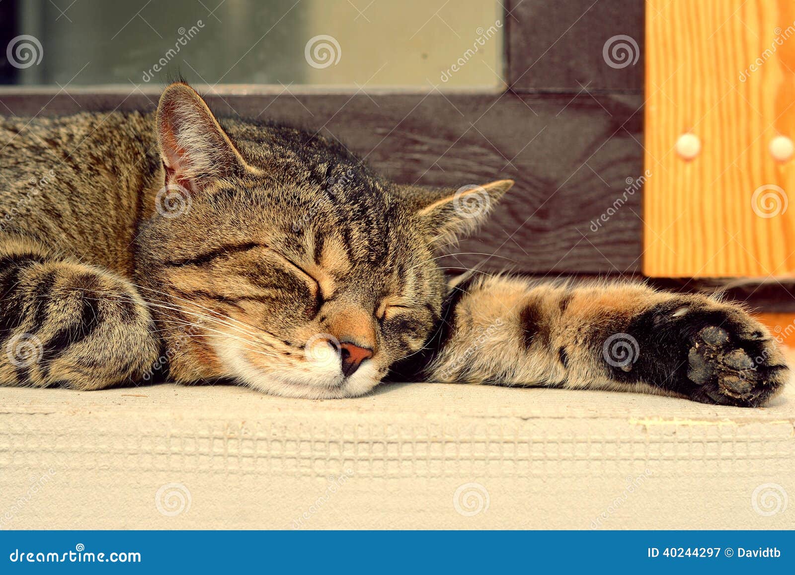Cute cat resting stock image. Image of domestic, healthy - 40244297