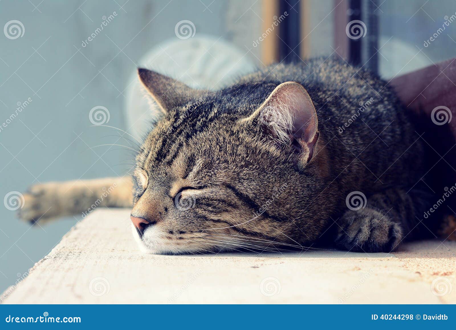 Cute cat resting stock photo. Image of animal, lying - 40244298