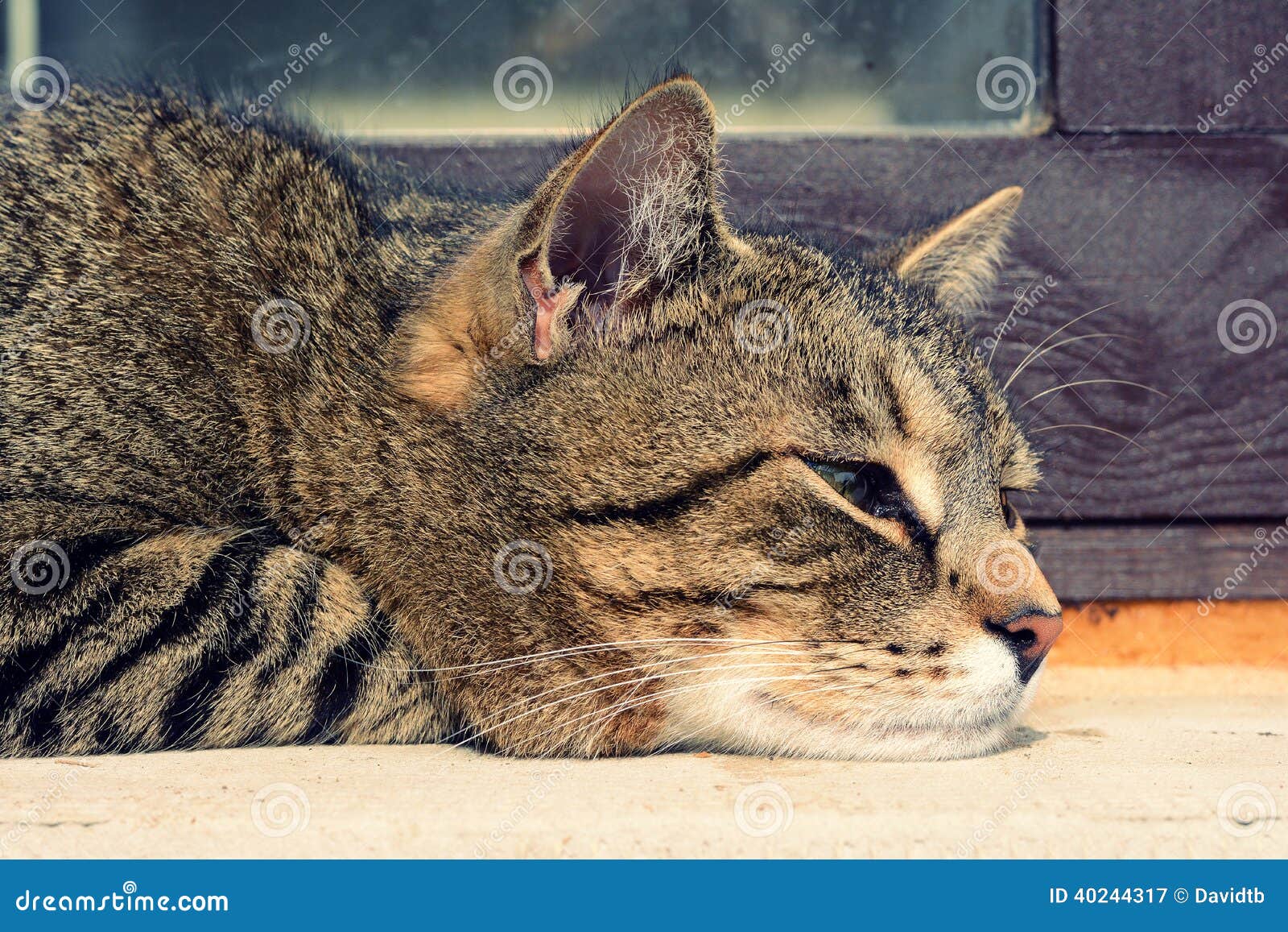 Cute cat resting stock image. Image of magpie, happiness - 40244317