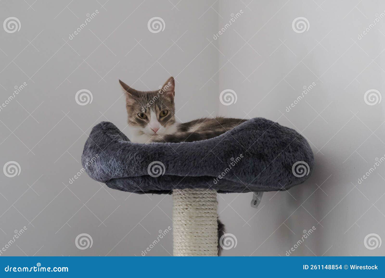 A Cute Cat Resting on a Blanket Stock Photo - Image of pretty, bright ...