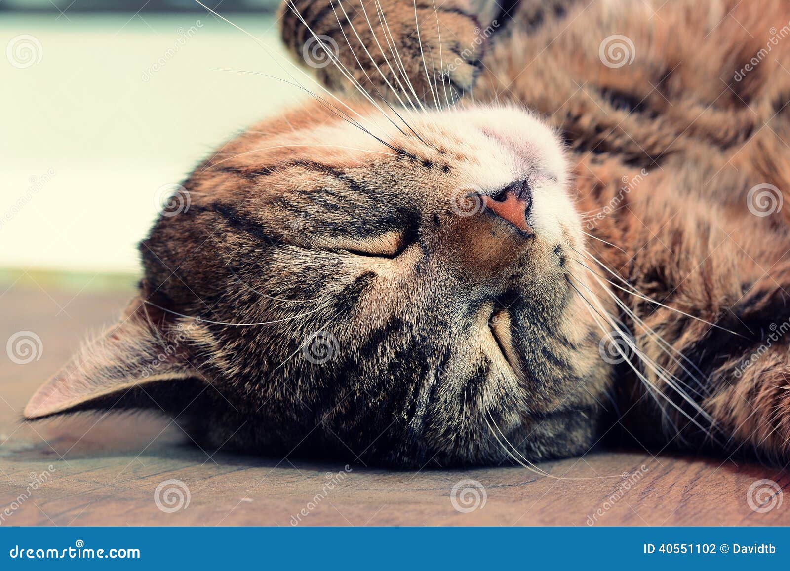 Cute cat resting stock photo. Image of look, beauty, portrait - 40551102