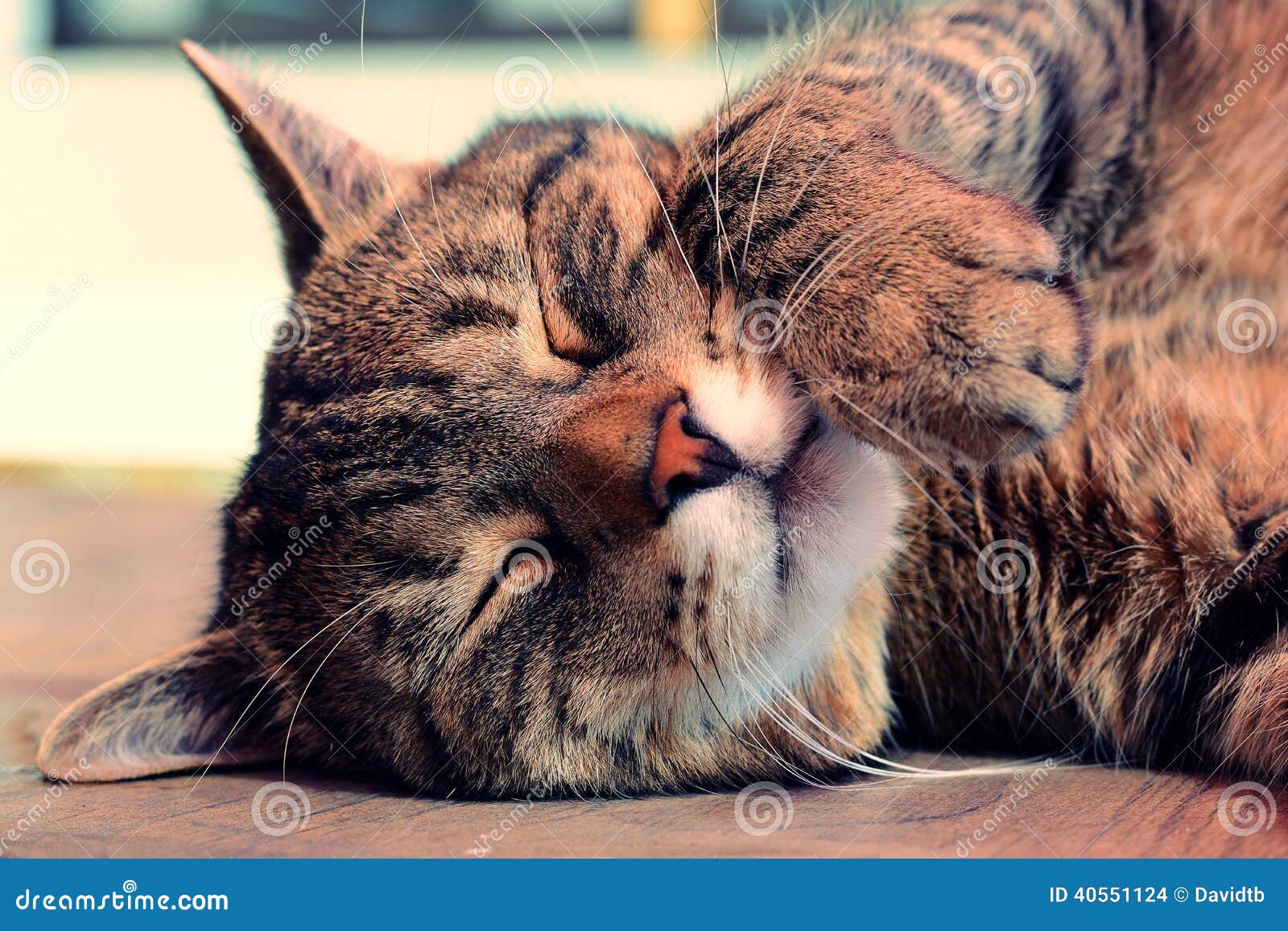 Cute cat resting stock photo. Image of nose, cute, eyes - 40551124