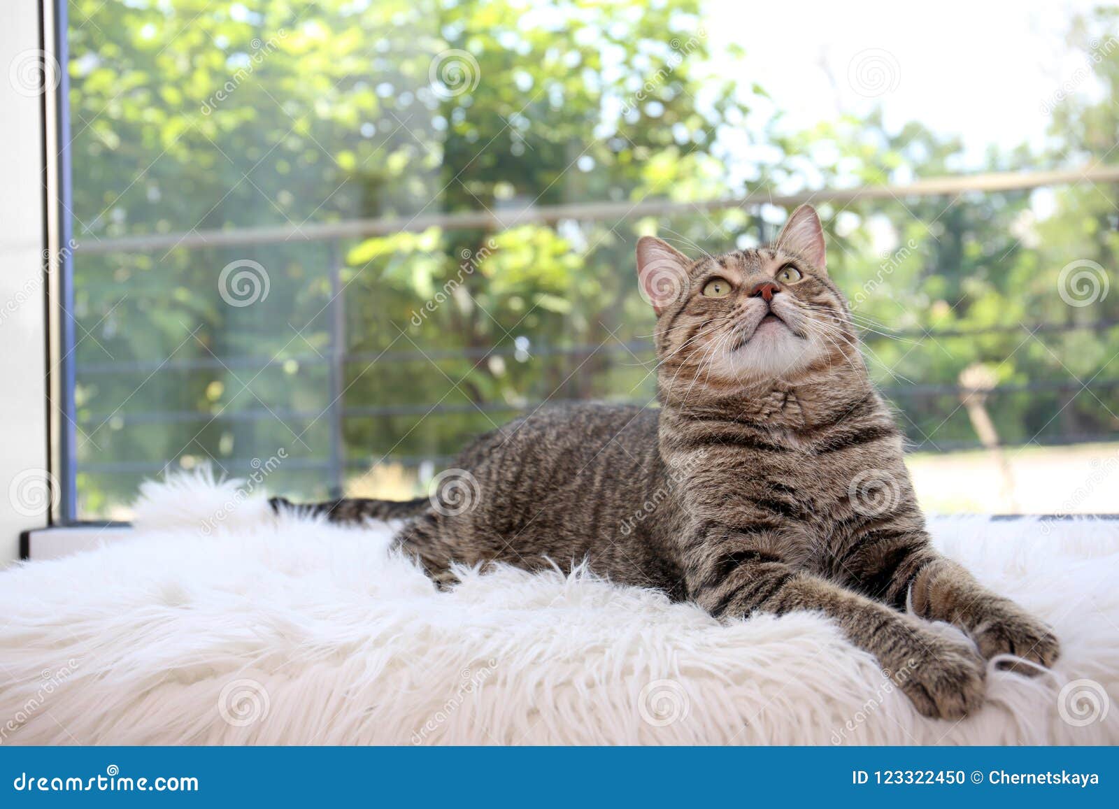 Cute Cat Resting on Fuzzy Blanket Stock Photo - Image of domestic, copy ...