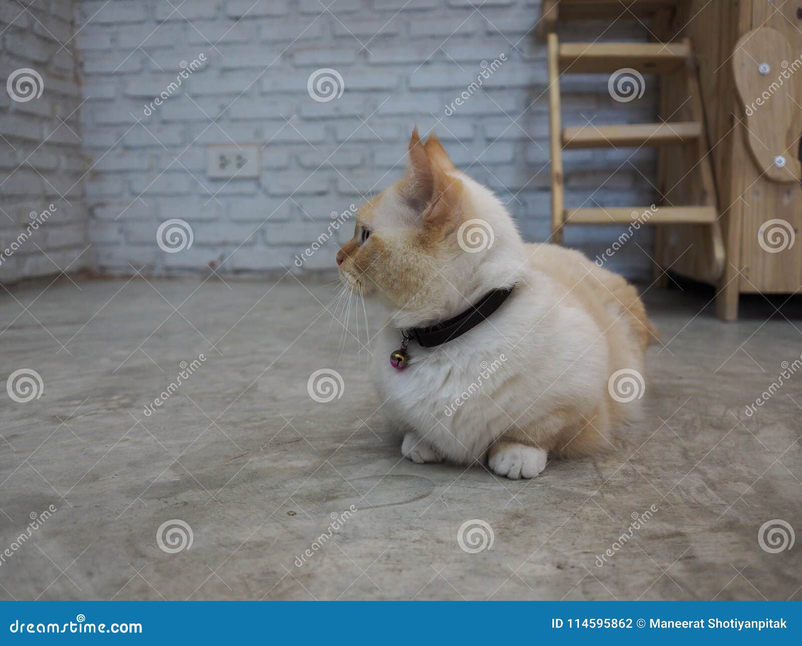 A cute cat resting at home stock photo. Image of happy - 114595862