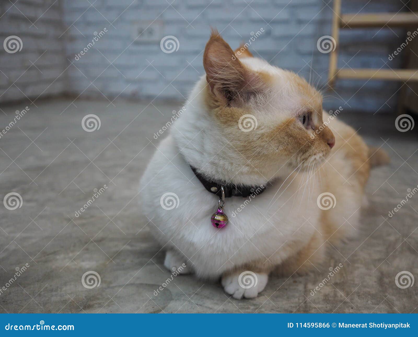 A cute cat resting at home stock photo. Image of sleep - 114595866