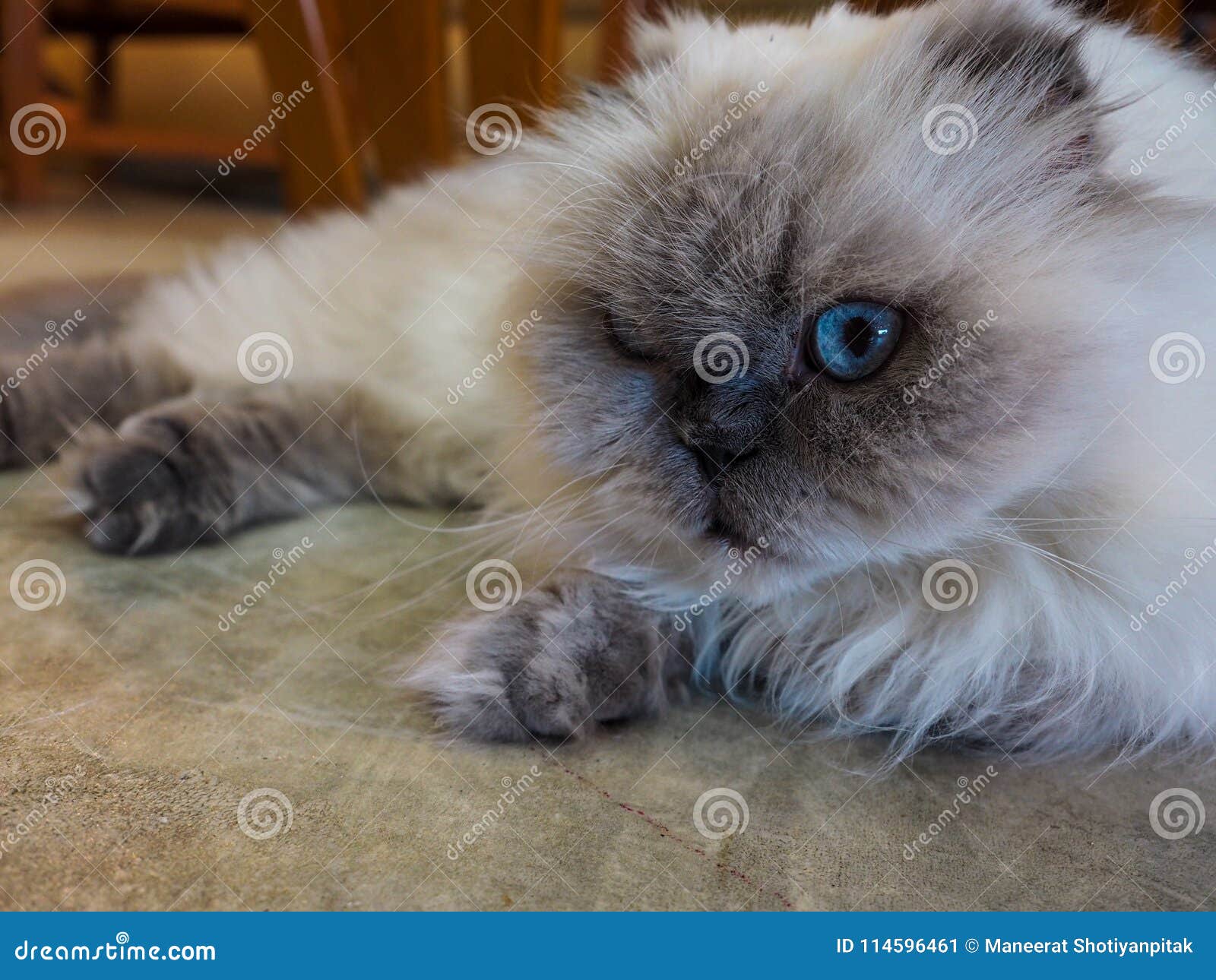 Cute cat resting at home stock image. Image of beautiful - 114596461