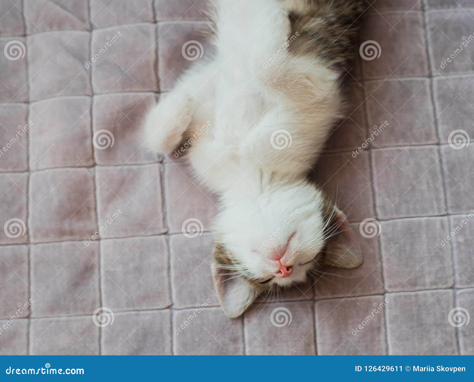 Cute Kitten Resting on Sofa at Home, Top View Stock Image - Image of ...