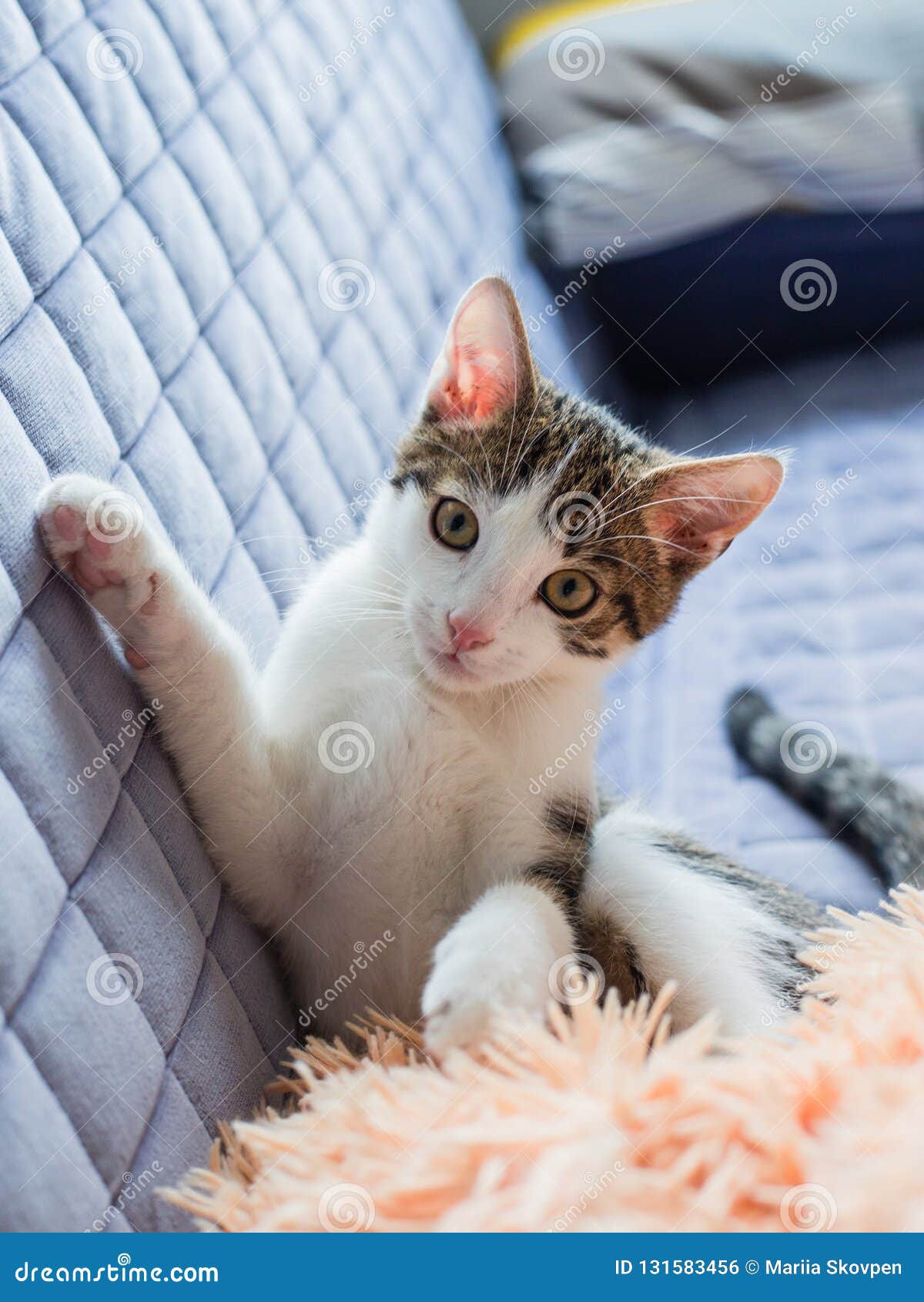 Cute Cat Stretching on Sofa at Home, Looking at Camera Stock Photo ...