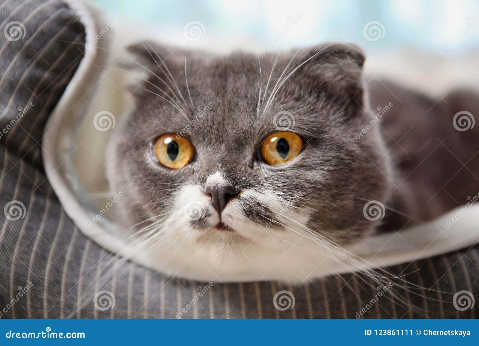 Cute Cat Resting on Pet Bed Stock Image - Image of fold, care: 123861111