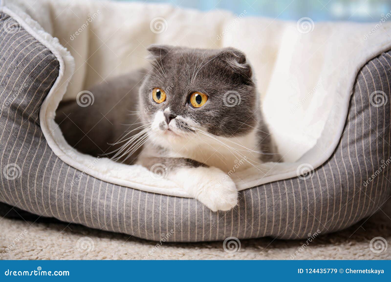 Cute Cat Resting on Pet Bed Stock Image - Image of domestic, floor ...