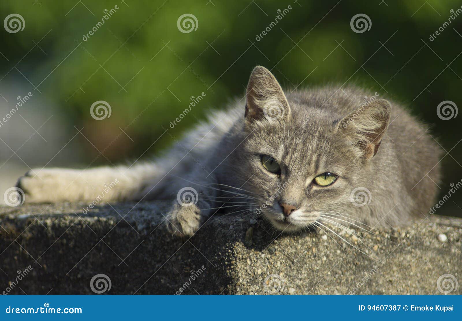 Cute Cat Resting stock image. Image of loving, coon, pretty - 94607387