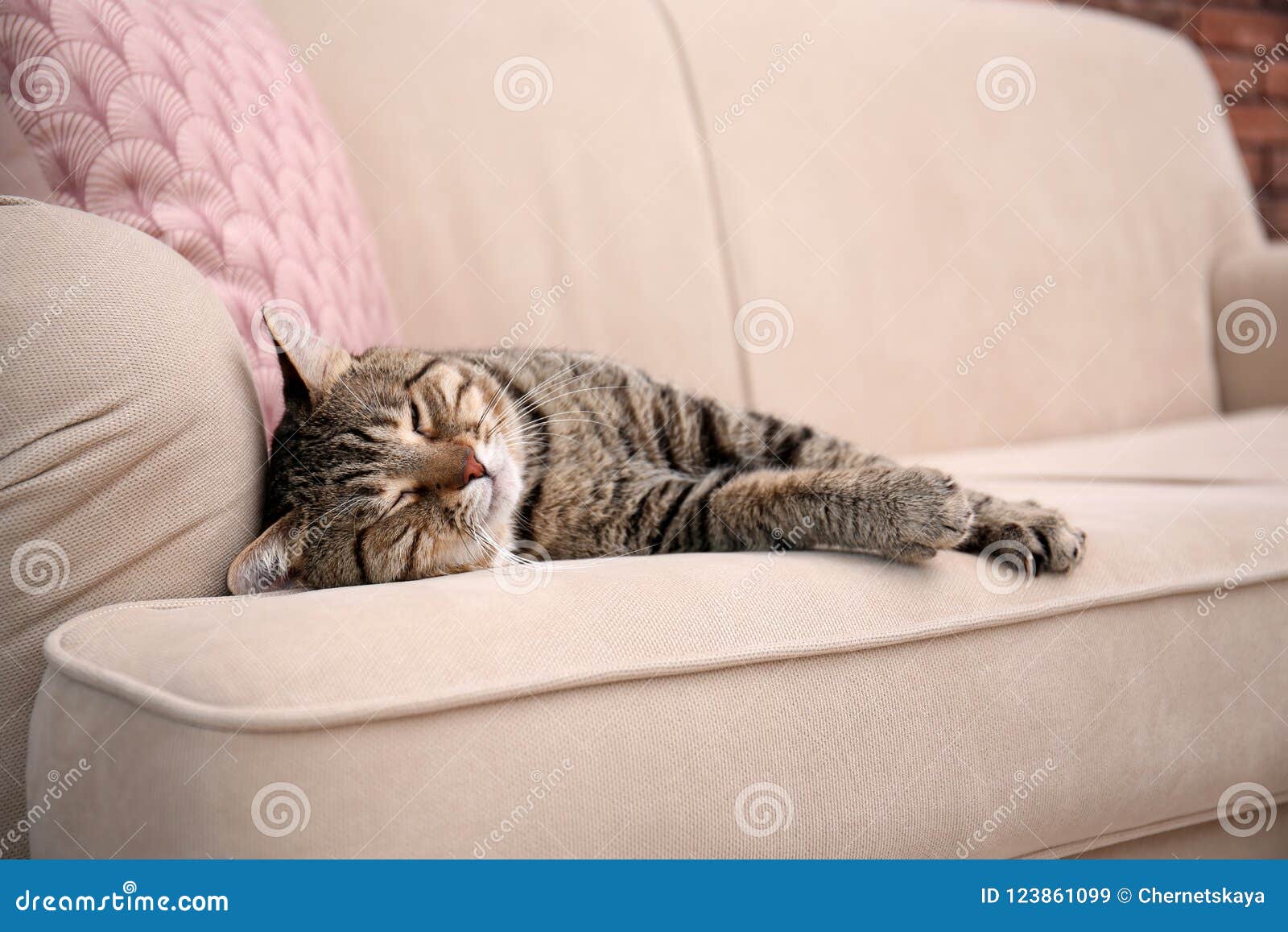 Cute cat resting on sofa stock image. Image of cute - 123861099