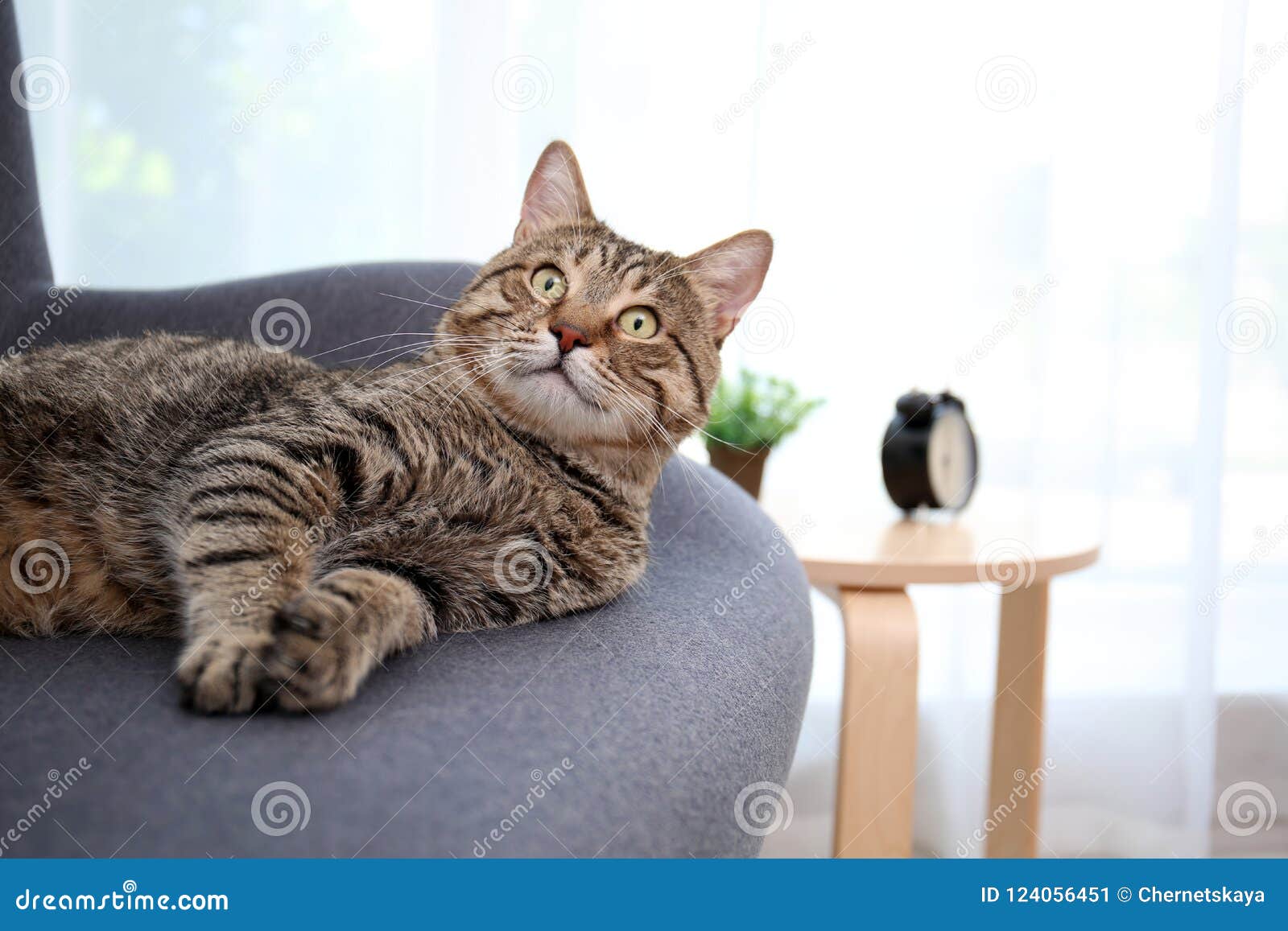Cute cat resting on sofa stock image. Image of lovely - 124056451