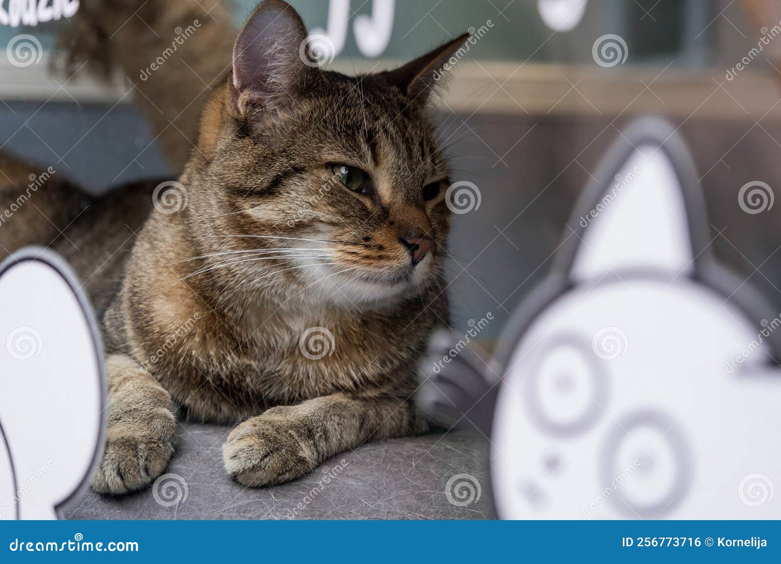 Cute Cat is Resting on the Windowsill at the Entrance To the Cafe Stock ... Cute Cat is Resting on the Windowsill at the Entrance To the Cafe Stock ...