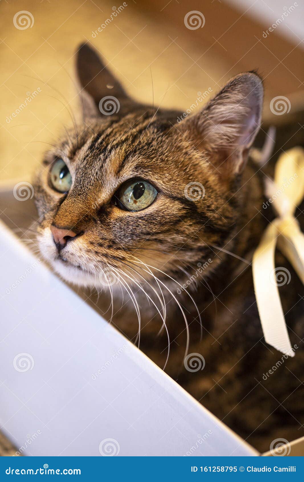 Cute Cat Rests Inside a White Box Stock Image - Image of ribbon, parcel ...